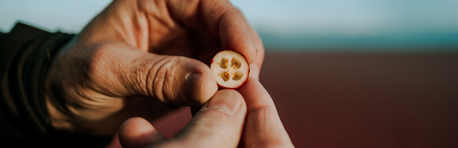 Cranberry powder finds potential to promote muscle oxidative capacity ...